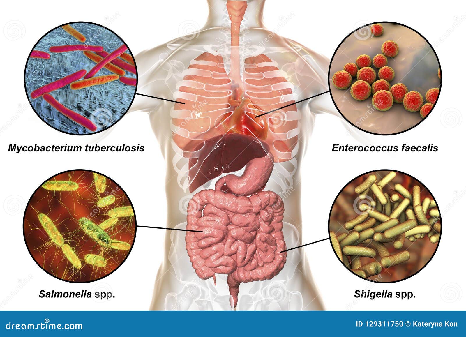 Human Pathogenic Microbes, Respiratory And Enteric Pathogens Royalty ...