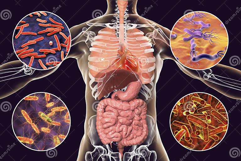 Human Pathogenic Microbes, Respiratory and Enteric Pathogens Stock ...