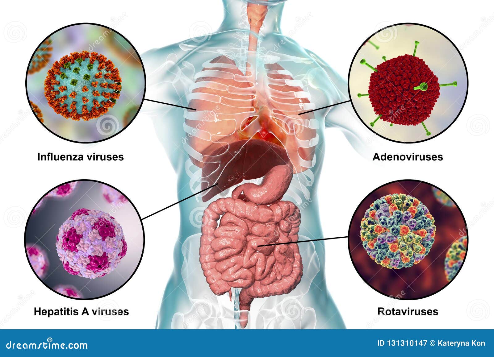 Human Pathogenic Viruses Causing Respiratory and Enteric Infections ...
