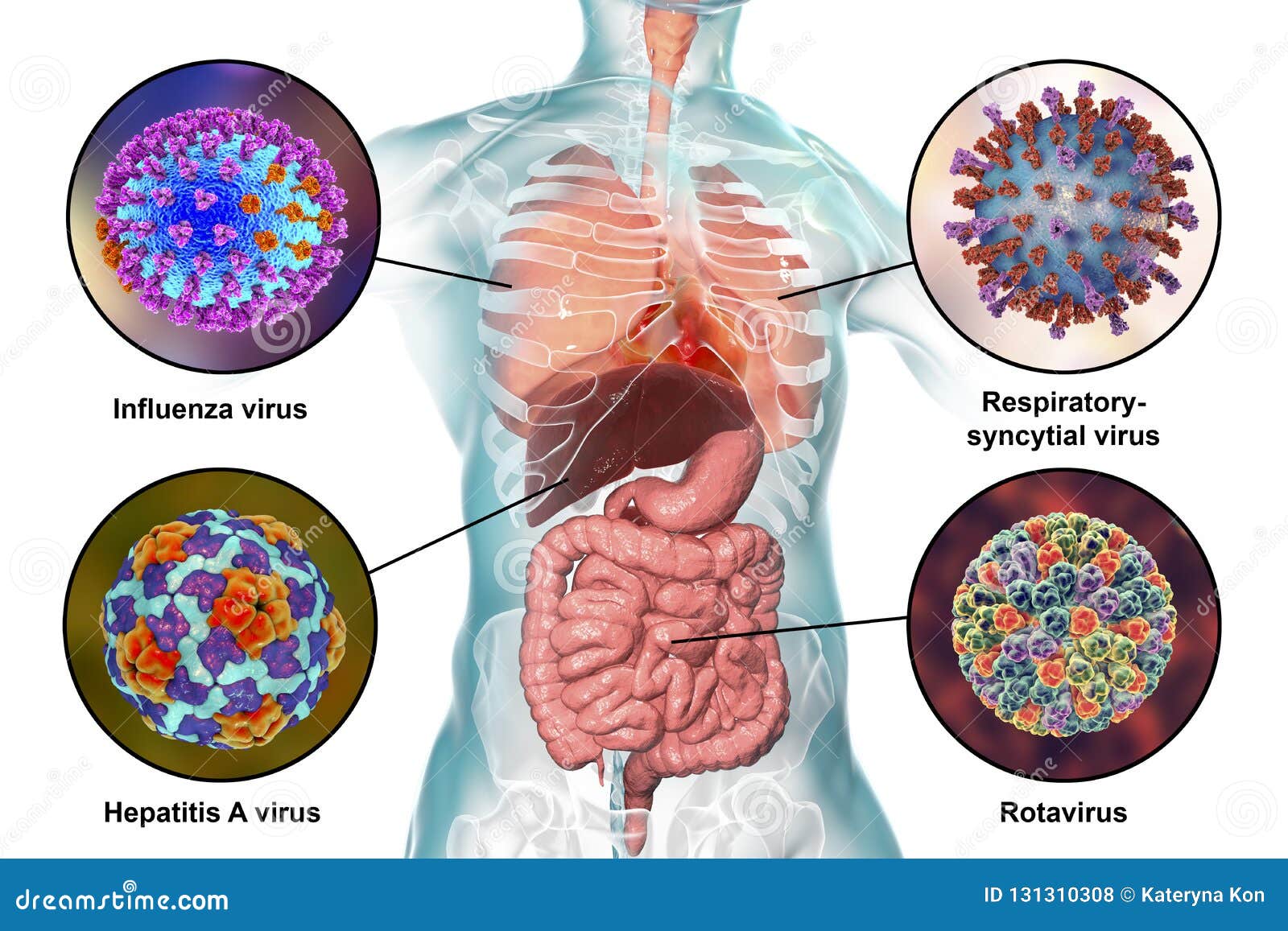 Human Pathogenic Viruses Causing Respiratory and Enteric Infections ...