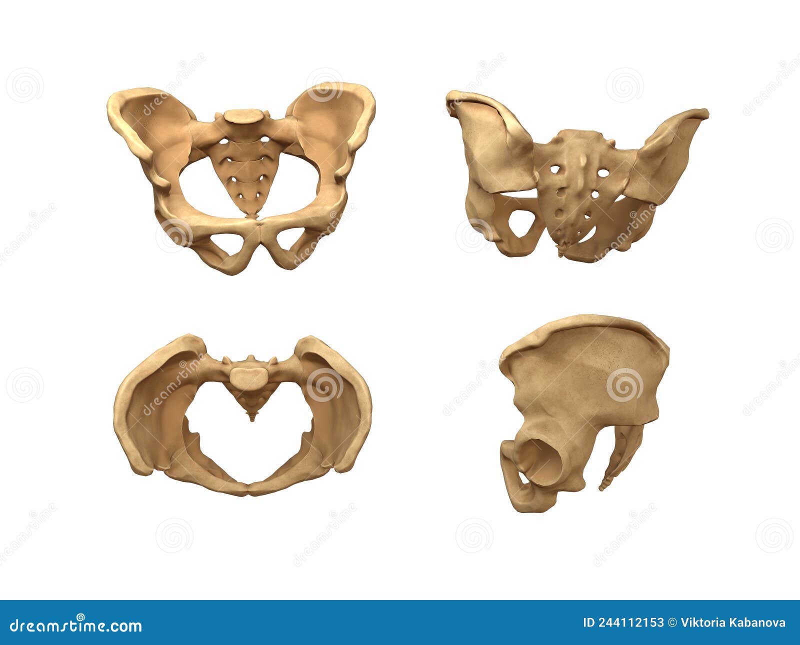 Human Pelvis Stock Illustration | CartoonDealer.com #14152123