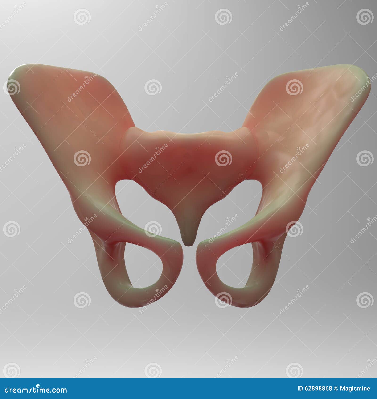 Human pelvis stock illustration. Illustration of body - 62898868