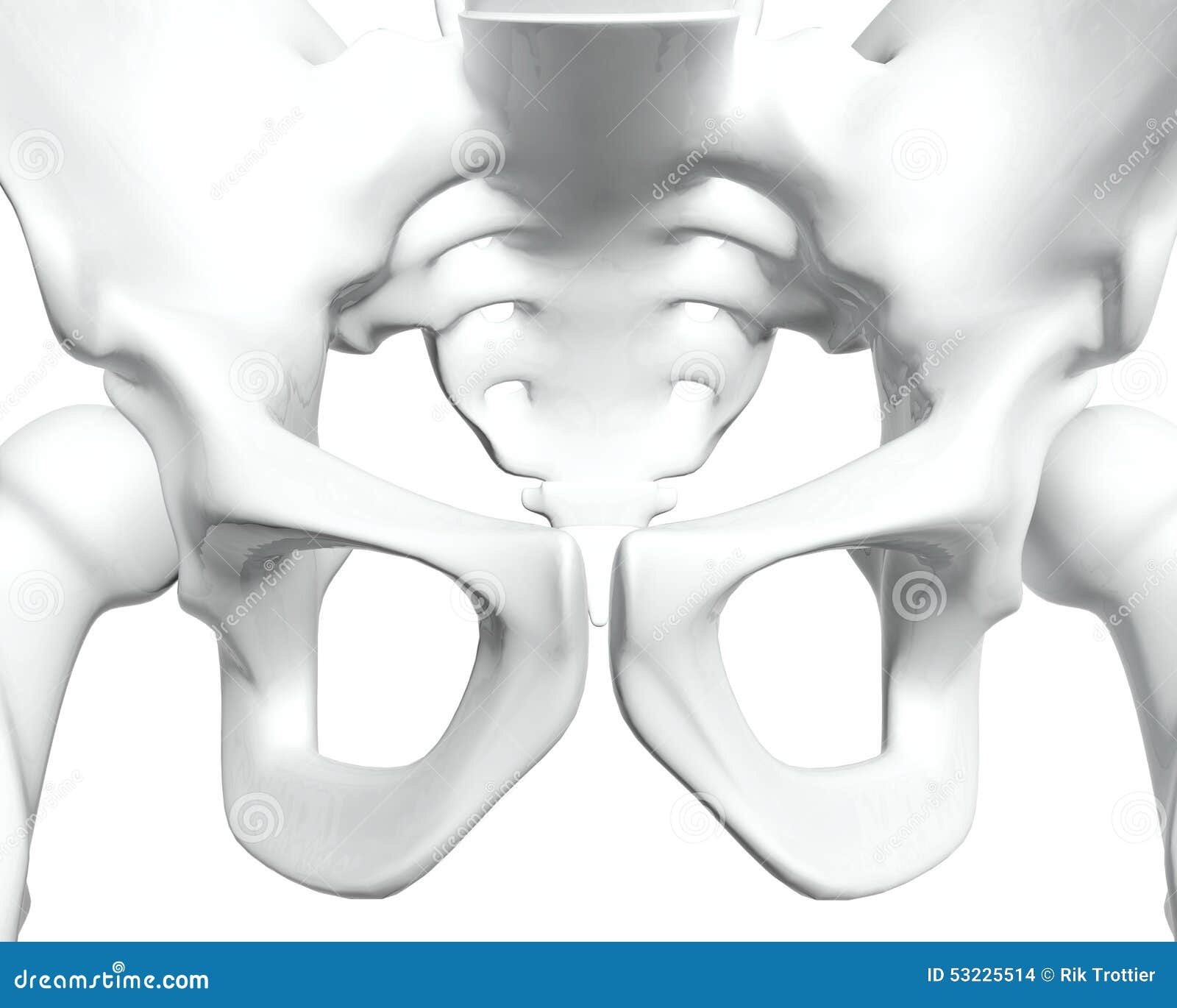 Human Pelvis stock illustration. Illustration of spine - 53225514