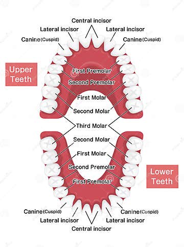 Human Permanent Teeth Chart Vector Illustration Stock Vector ...