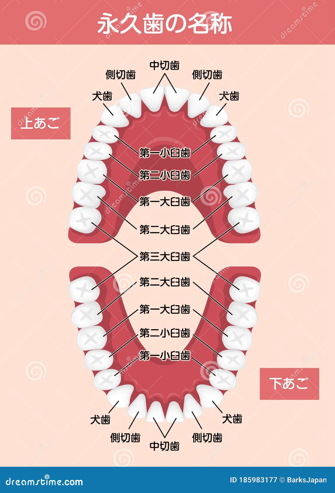 Permanent Teeth, Adult Dentition Stock Image | CartoonDealer.com #58793473