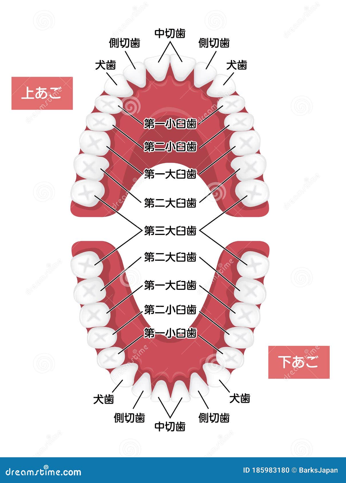 Teeth Chart Tooth Cartoon Vector | CartoonDealer.com #84523195