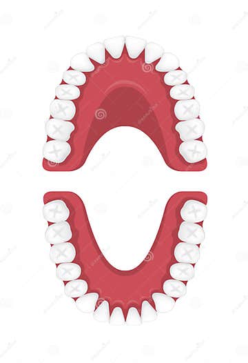 Human Permanent Teeth Chart Vector Illustration / No Text Stock Vector ...
