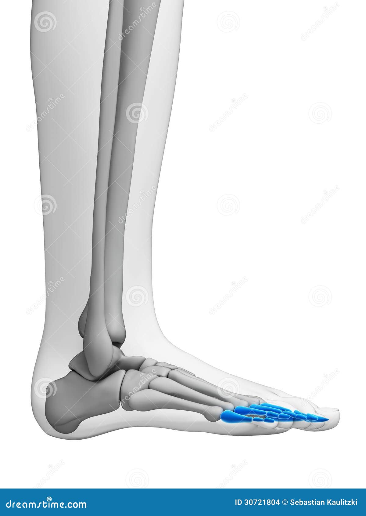 Human phalanges stock illustration. Illustration of human - 30721804