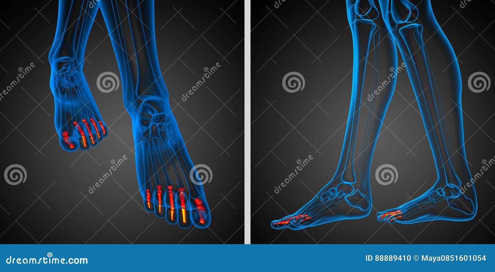 Human phalanges foot stock illustration. Illustration of skeletal ...