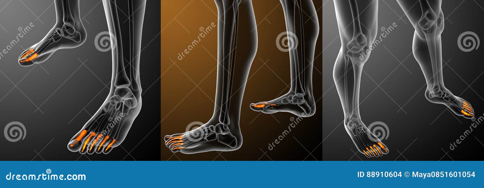 Phalanges Of Foot, 3D Model Stock Photography | CartoonDealer.com #98028194