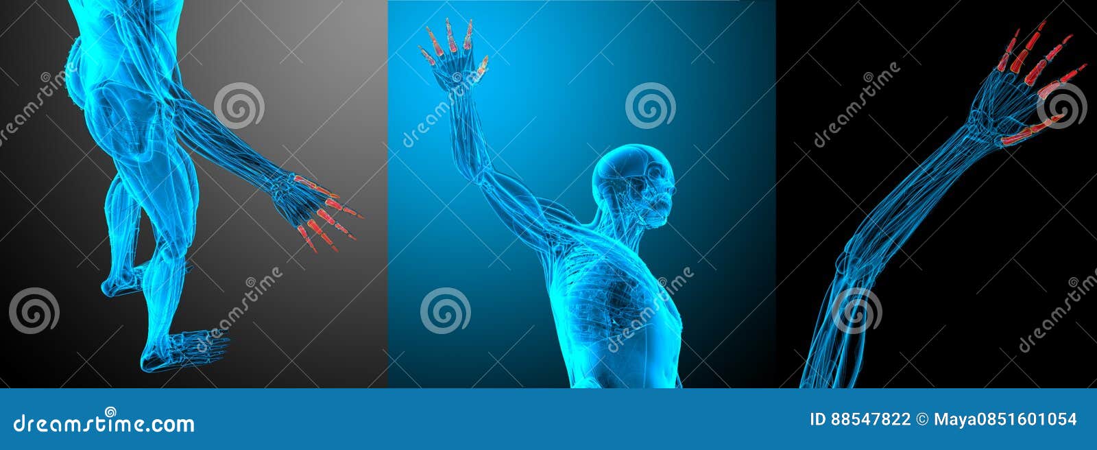 Human phalanges hand stock illustration. Illustration of phalanx - 88547822