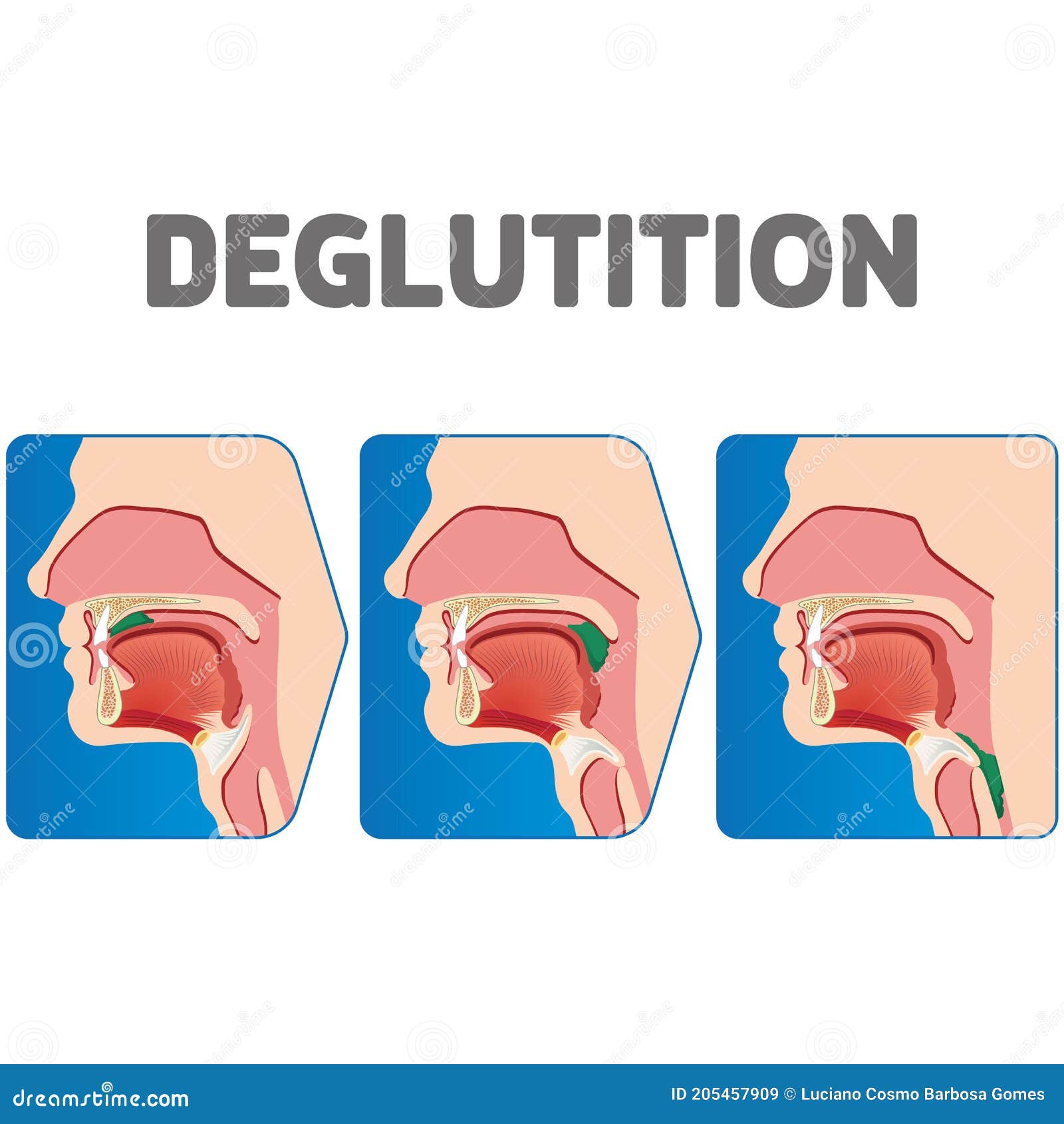 Human Physiology Sequence of the Deglutition of the Bolus Stock Vector ...
