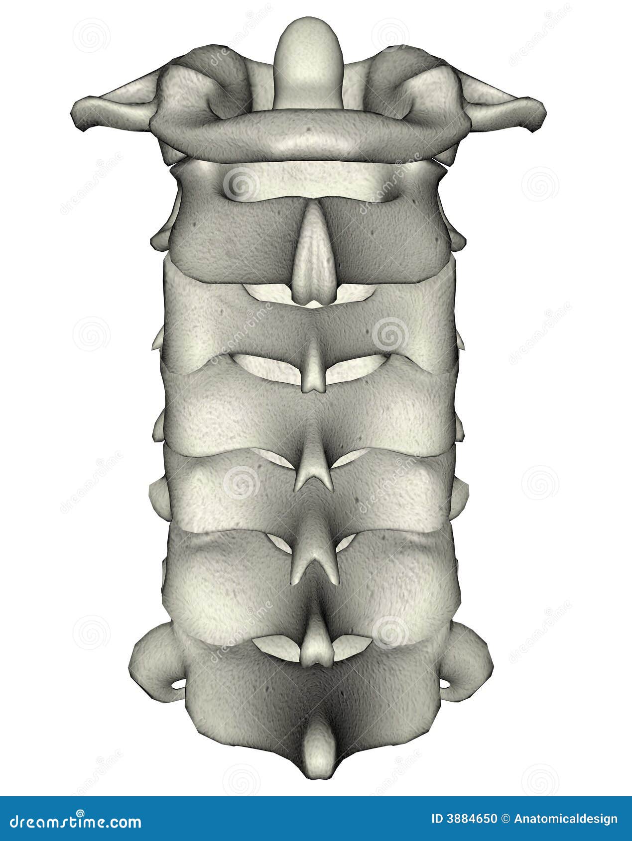Posterior Cervical Anatomy