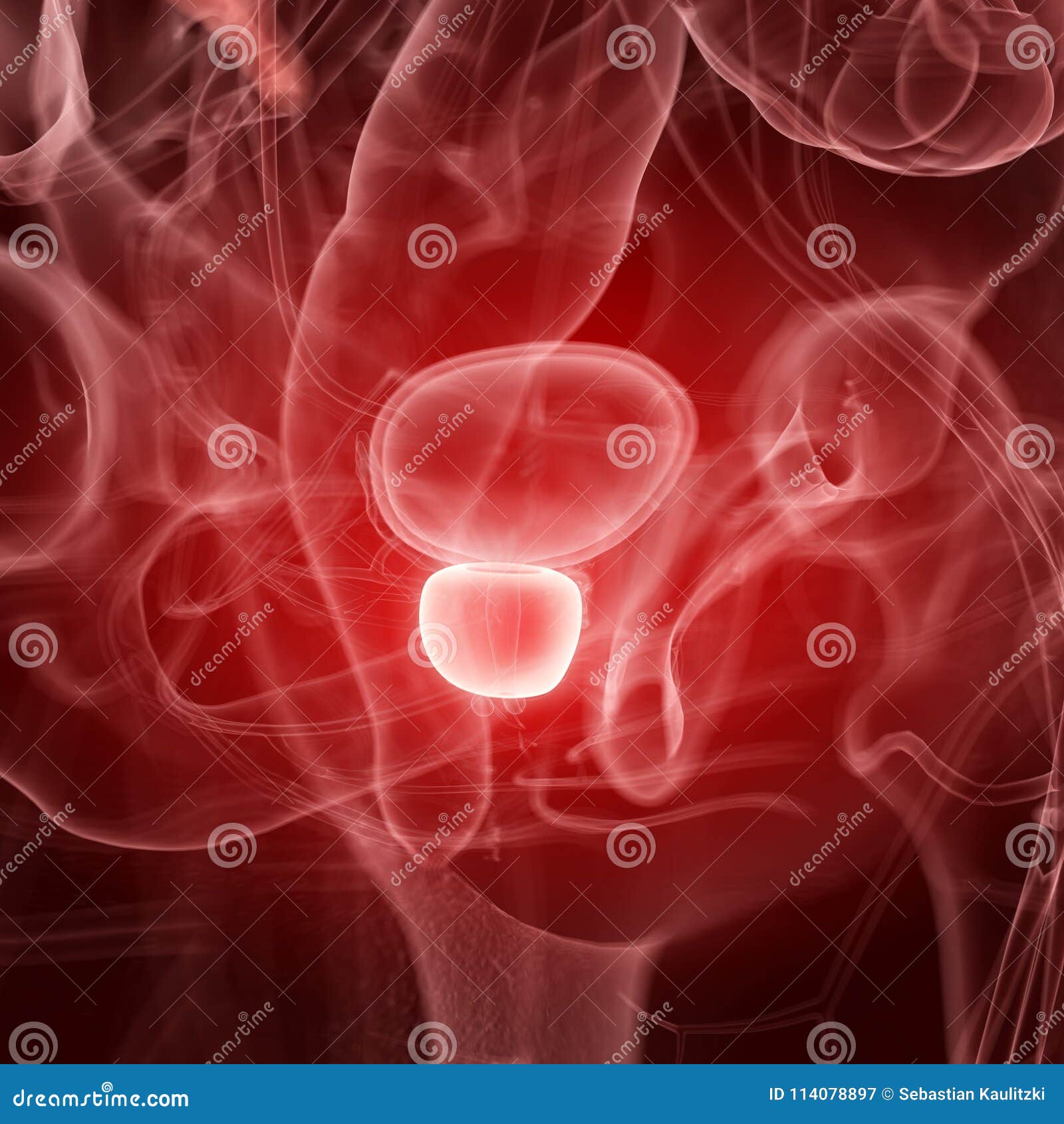 The Human Prostate Gland Icon Lines In Vector, Illustrating The ...