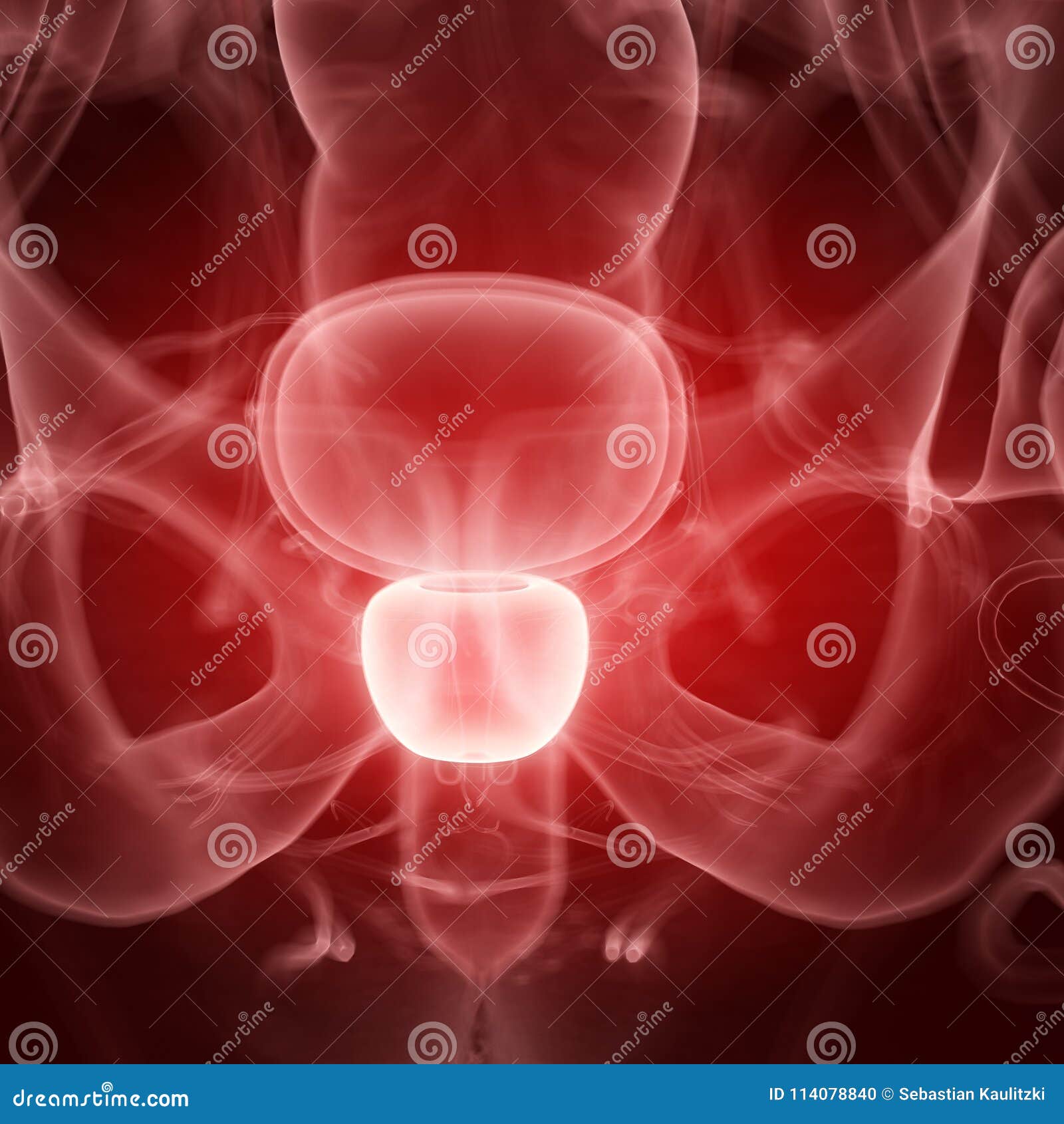 The Human Prostate Gland Icon Lines In Vector, Illustrating The ...