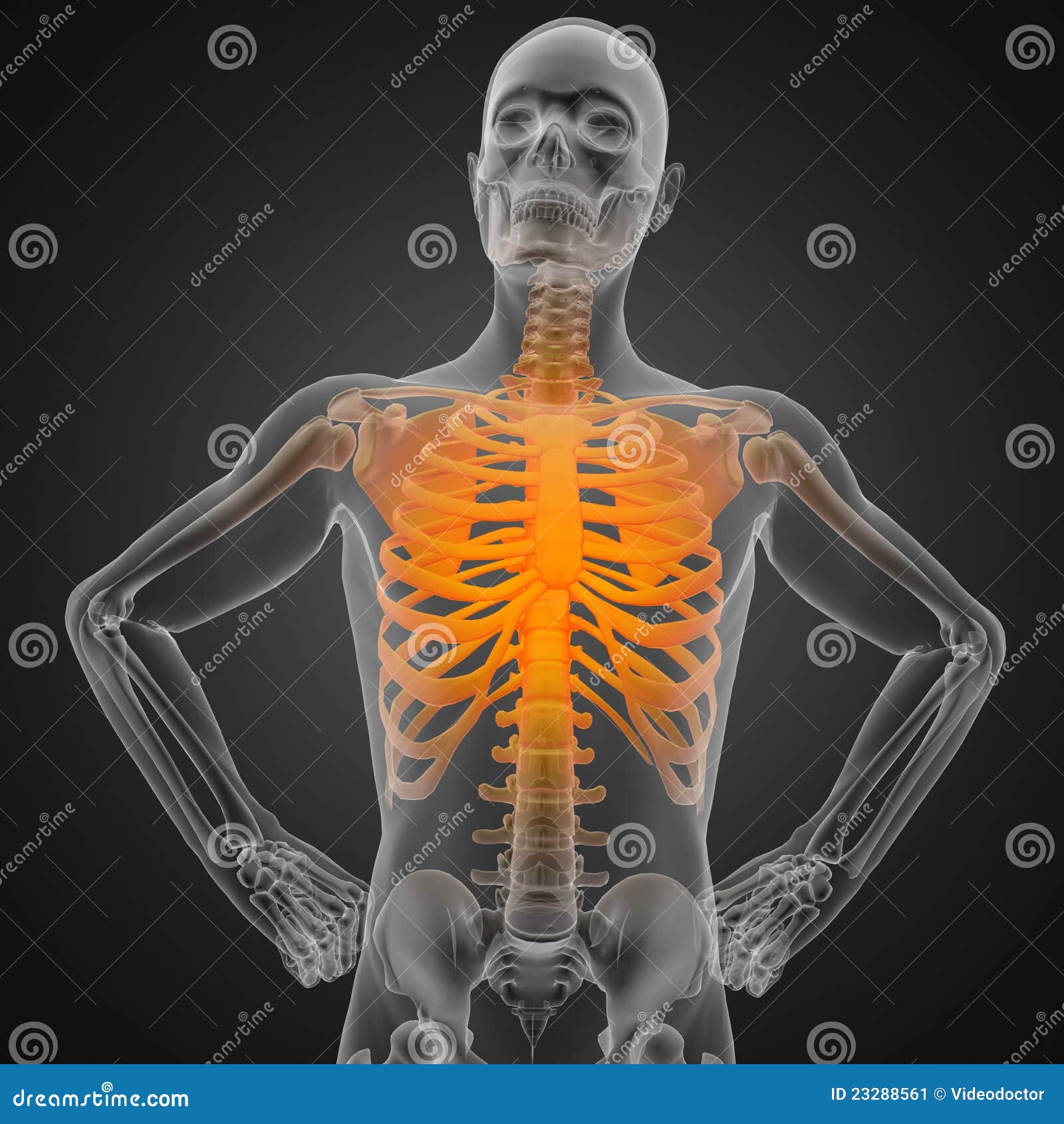 Normal Anatomy Radiology Human Body Anatomy Anatomy