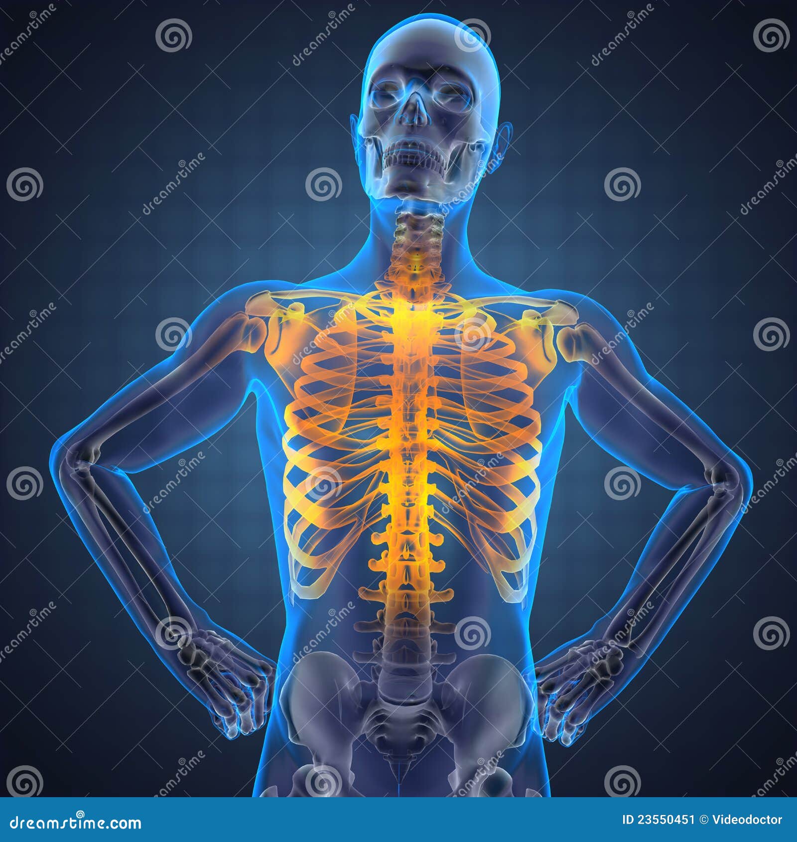 Human radiography scan stock illustration. Illustration of anatomy ...