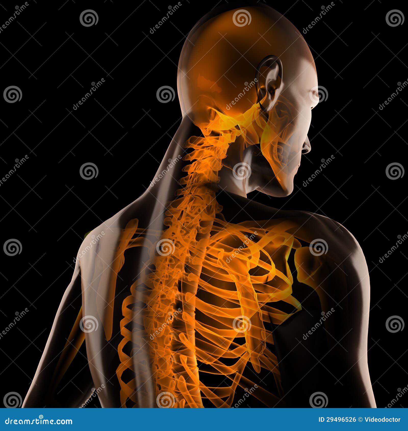 Human radiography scan stock illustration. Illustration of anatomy ...