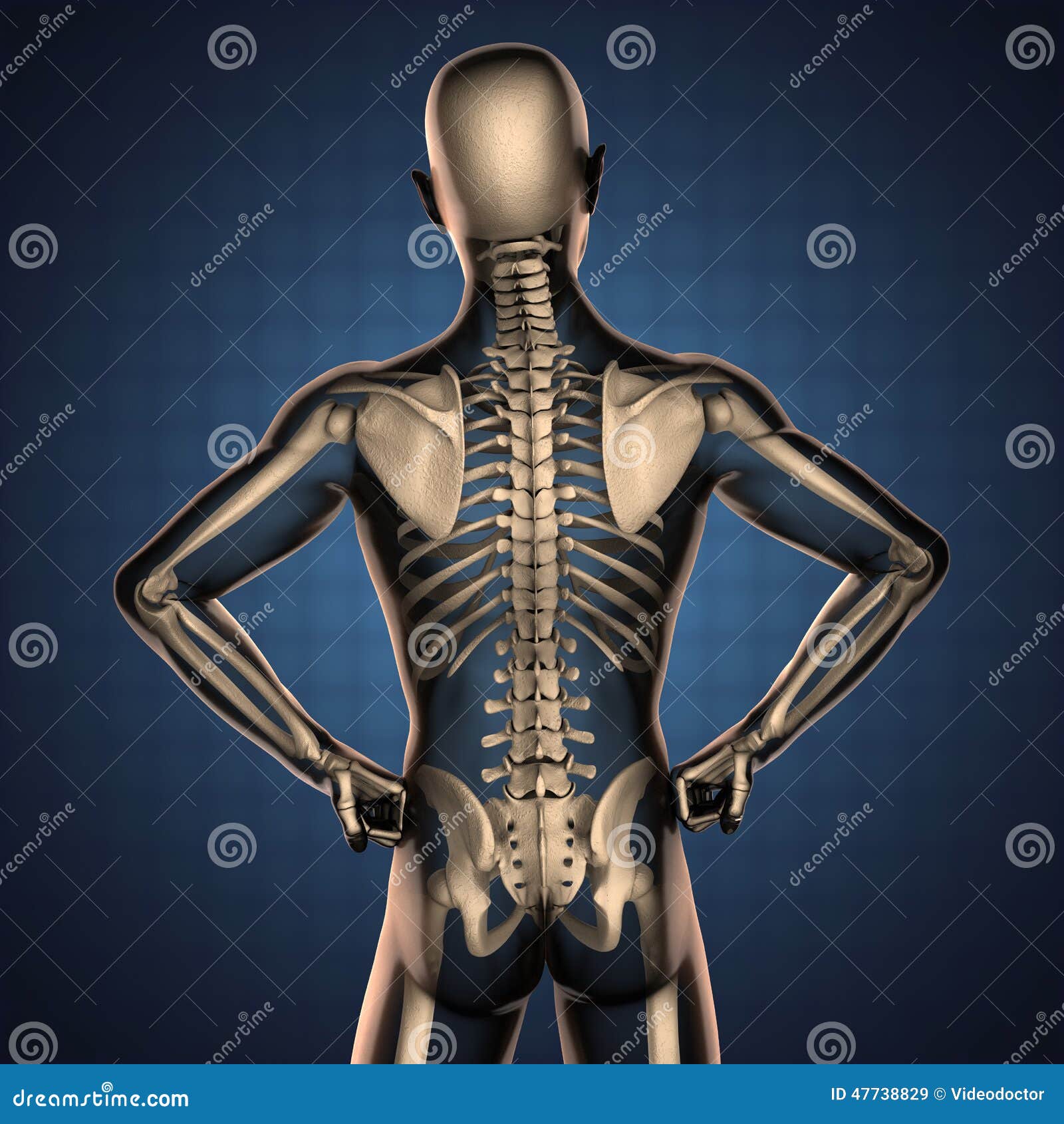 Human Radiography Scan with Bones Stock Illustration - Illustration of ...