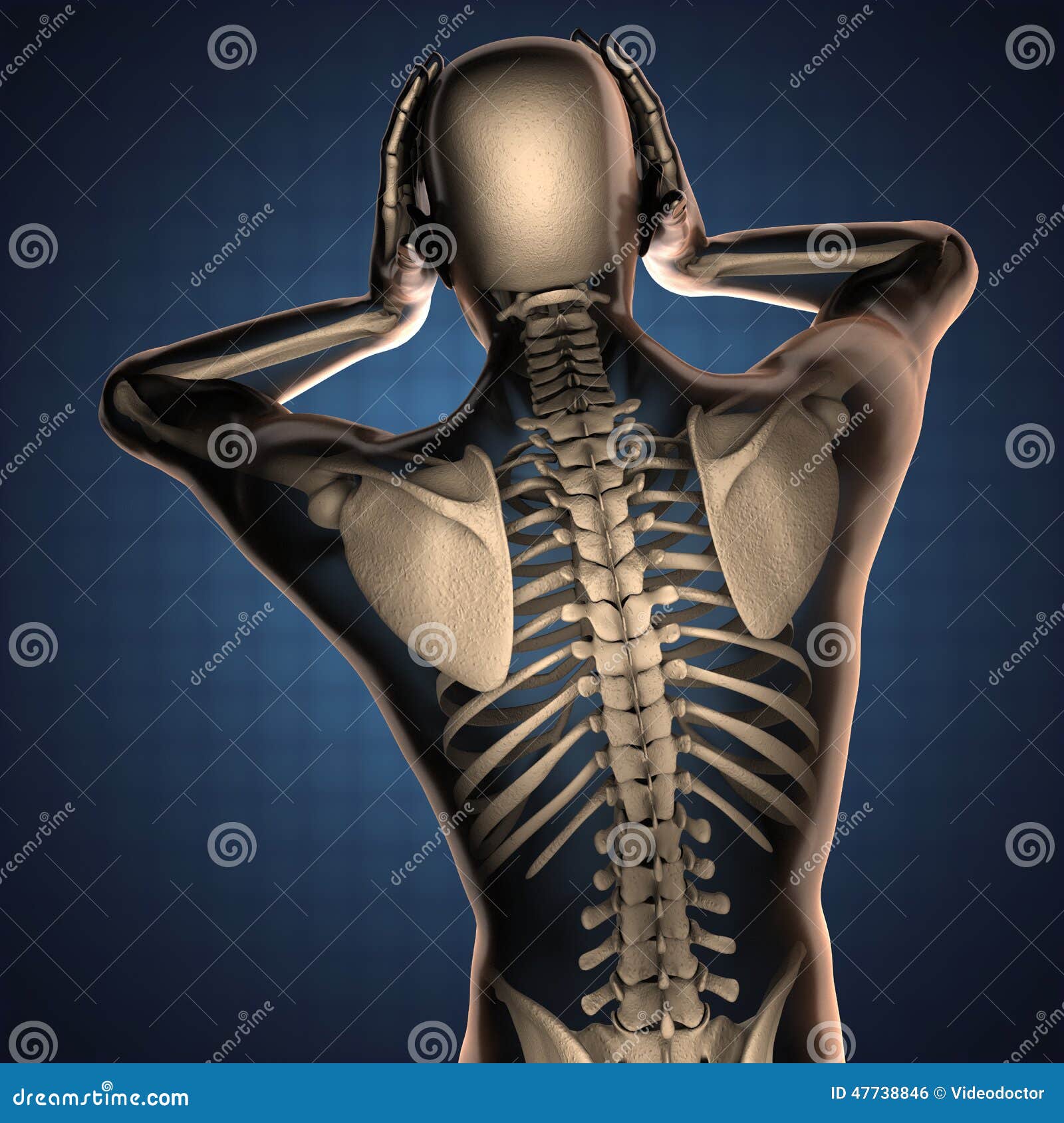 Human Radiography Scan with Bones Stock Illustration - Illustration of ...