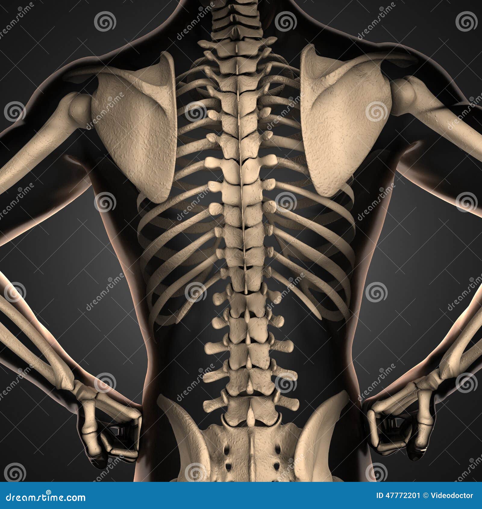 F1 Car Radiography Royalty-Free Stock Photography | CartoonDealer.com ...