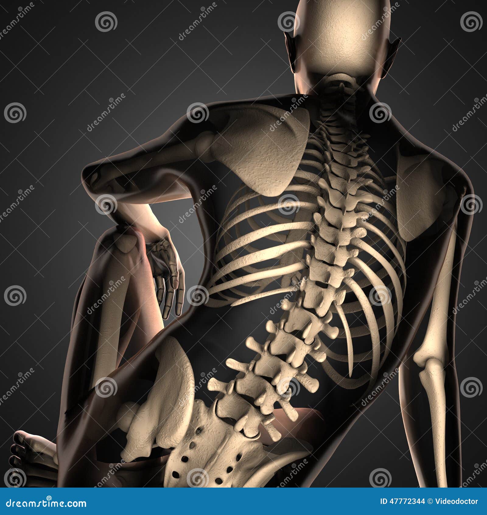 Human Radiography Scan with Bones Stock Illustration - Illustration of ...
