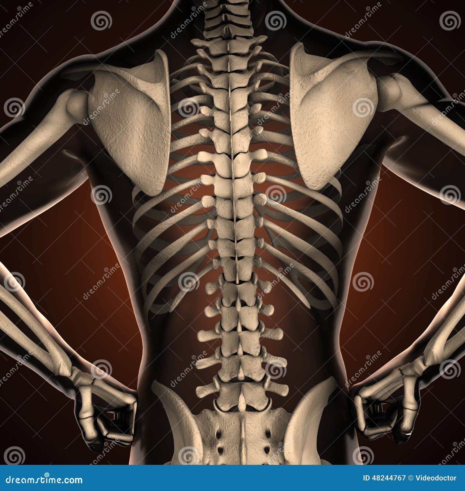 Human Radiography Scan with Bones Stock Illustration - Illustration of ...