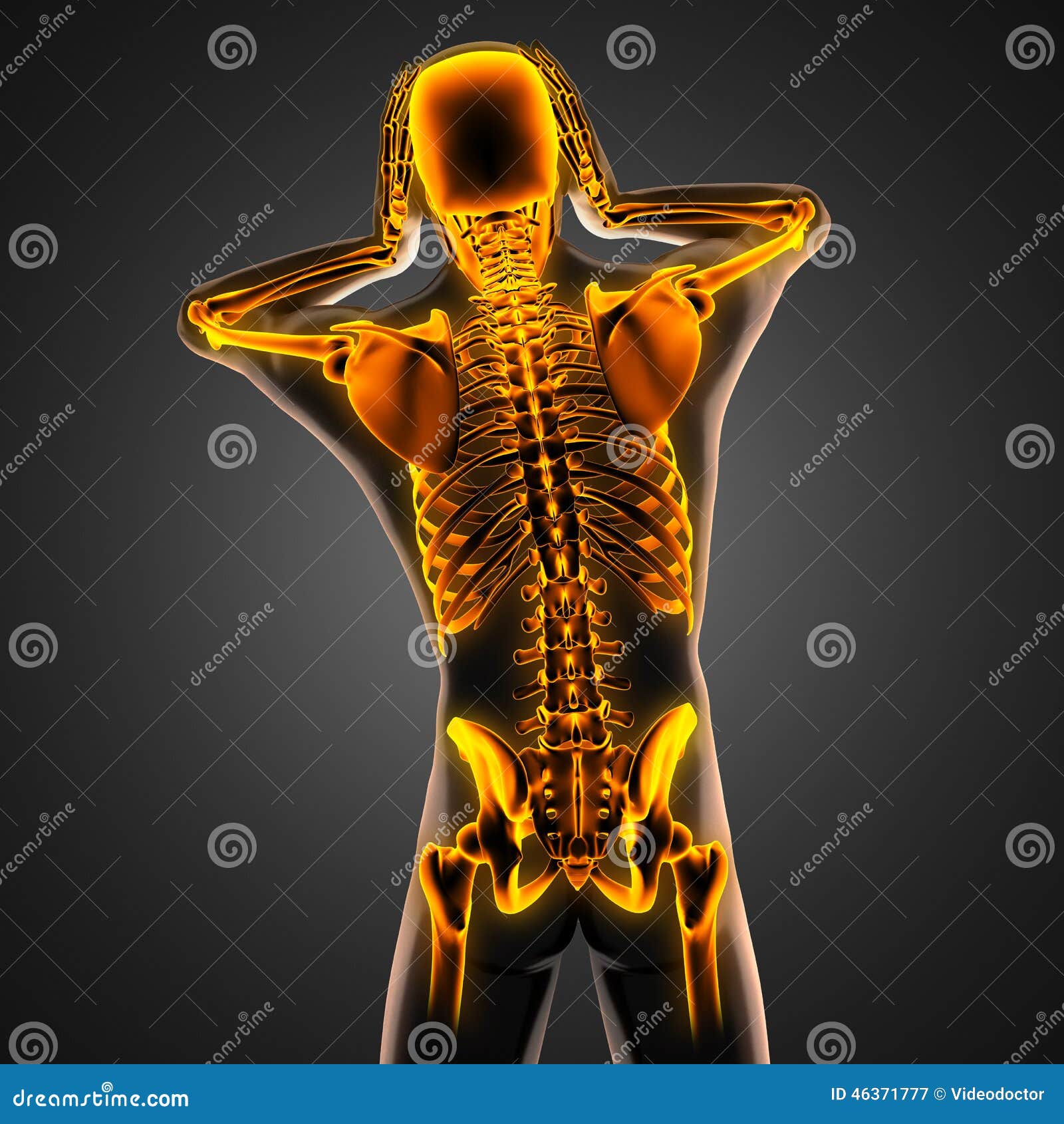 Human Radiography Scan with Glowing Bones Stock Illustration ...