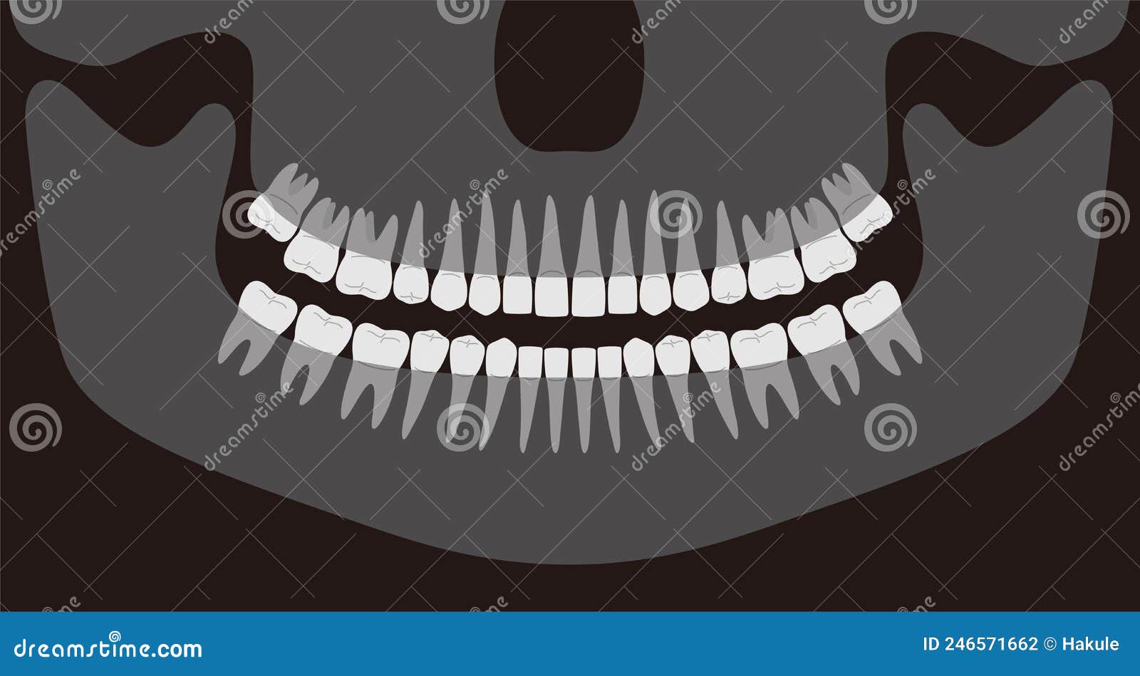 Single Teeth Vector