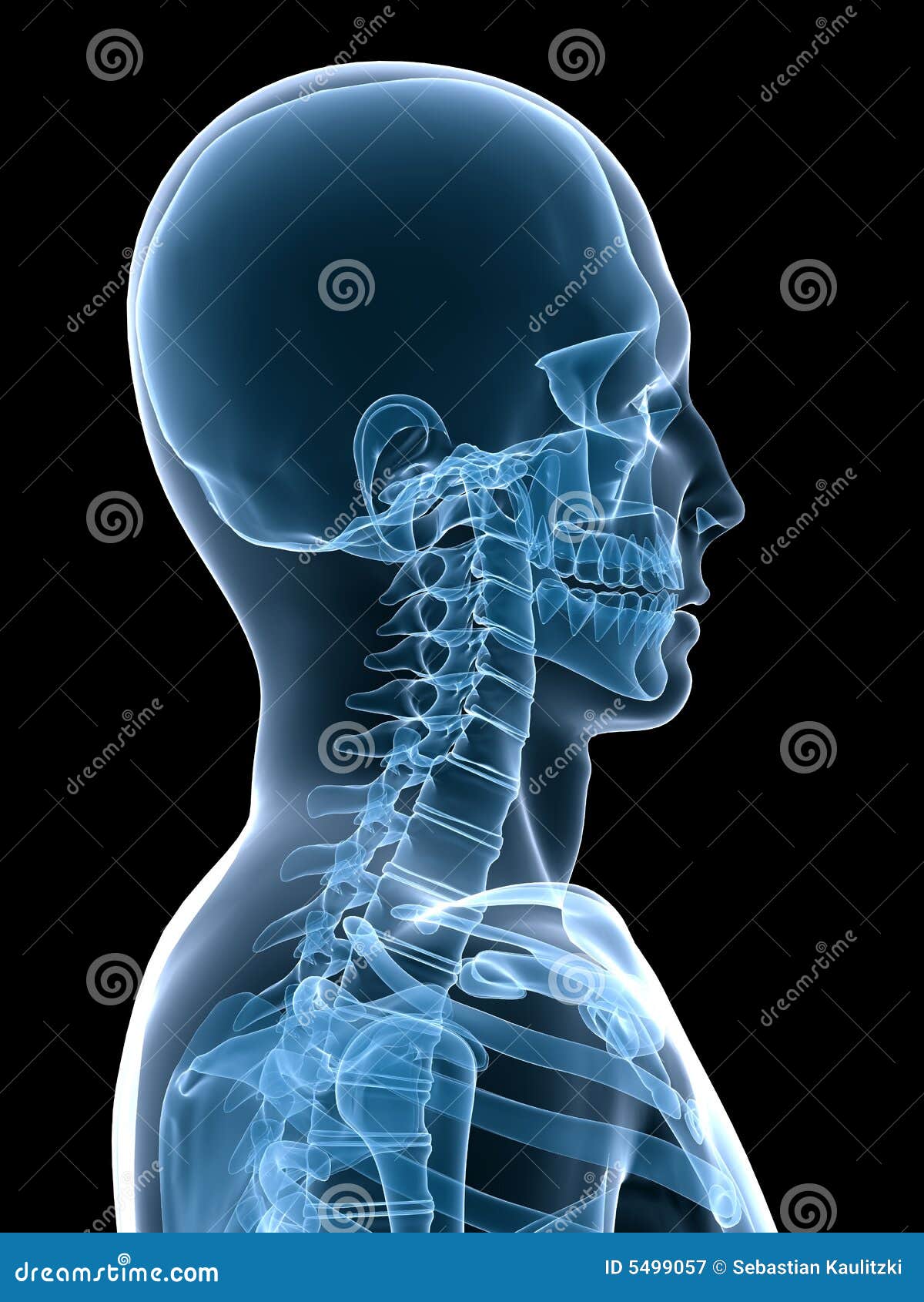 Xray Of Human Skeleton Youtube