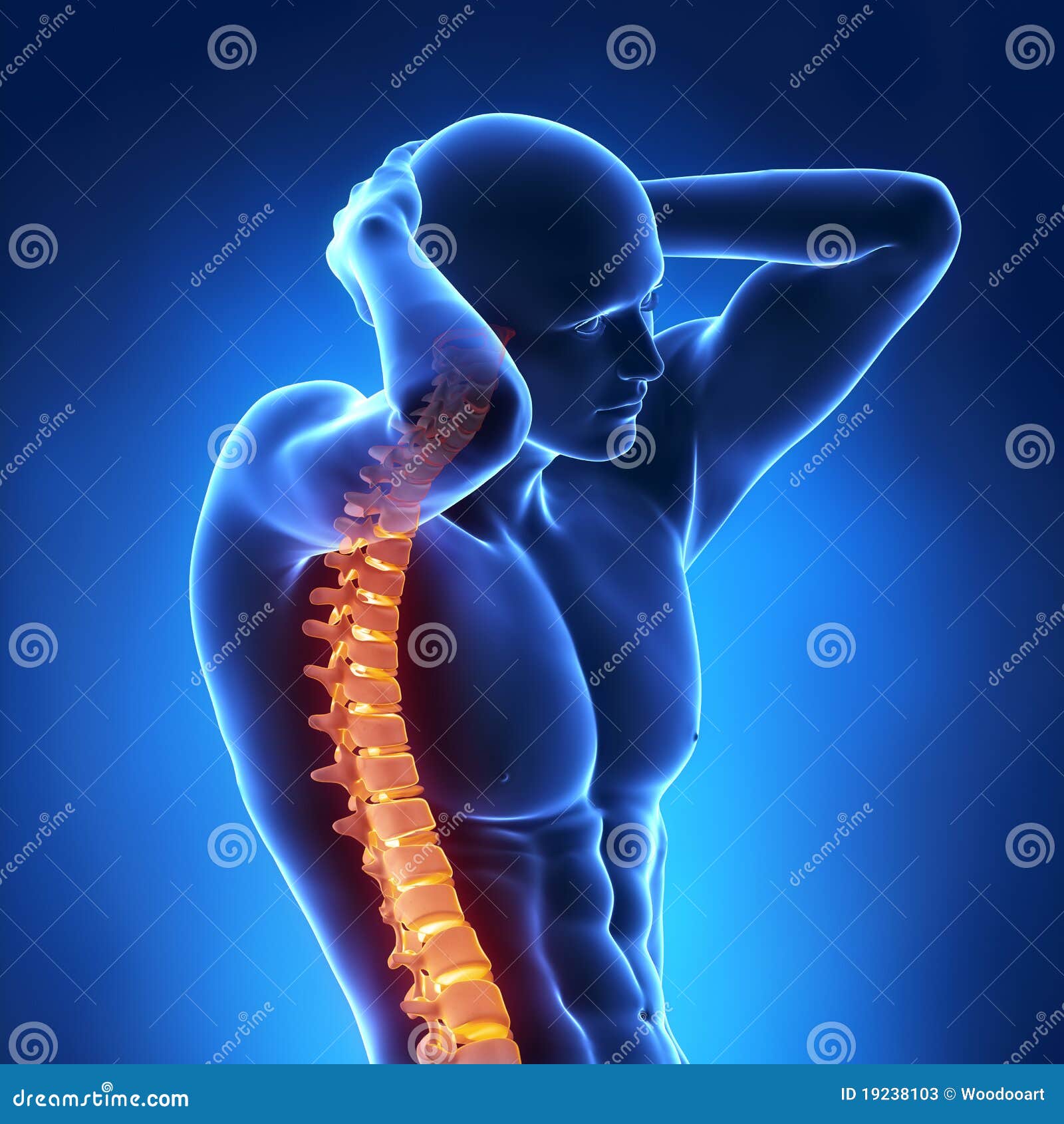 Human X-ray Spine Front View Stock Illustration - Illustration of ...