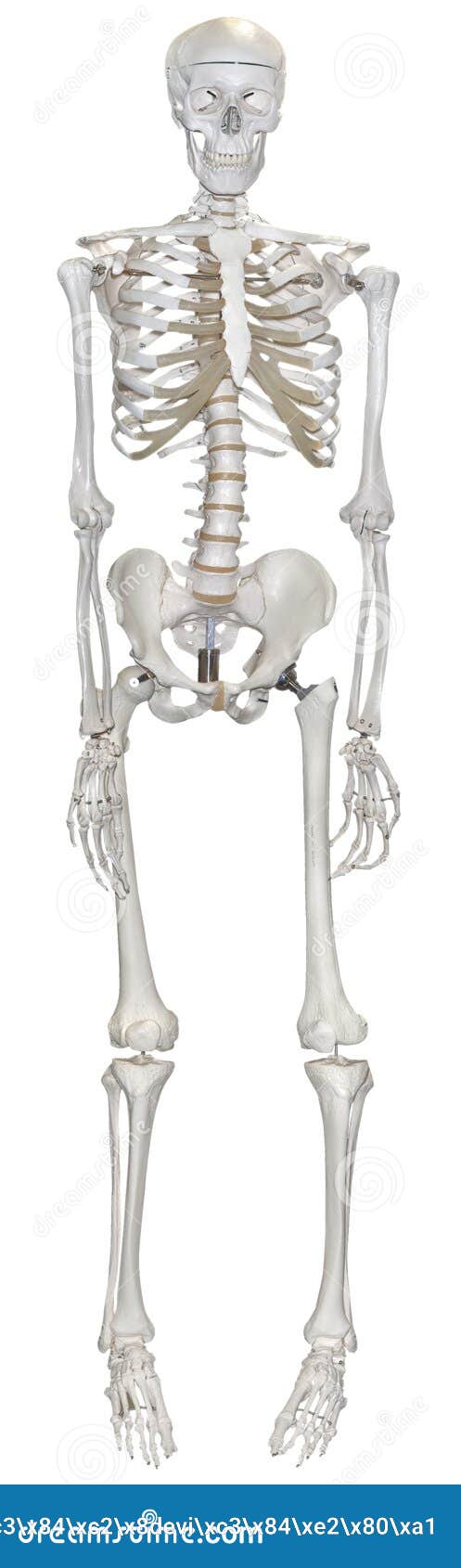 Human realistic skeleton stock image. Image of anatomical - 34952191