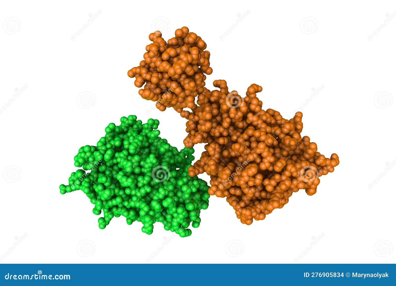 Human Recombinant Gla-domainless Prothrombin Mutant. Rendering with ...