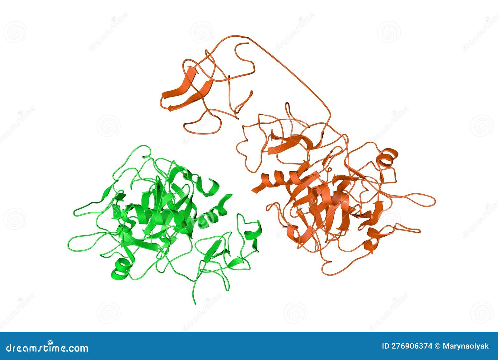 Recombinant Gla-domainless Prothrombin Mutant. Ribbons Diagram with ...