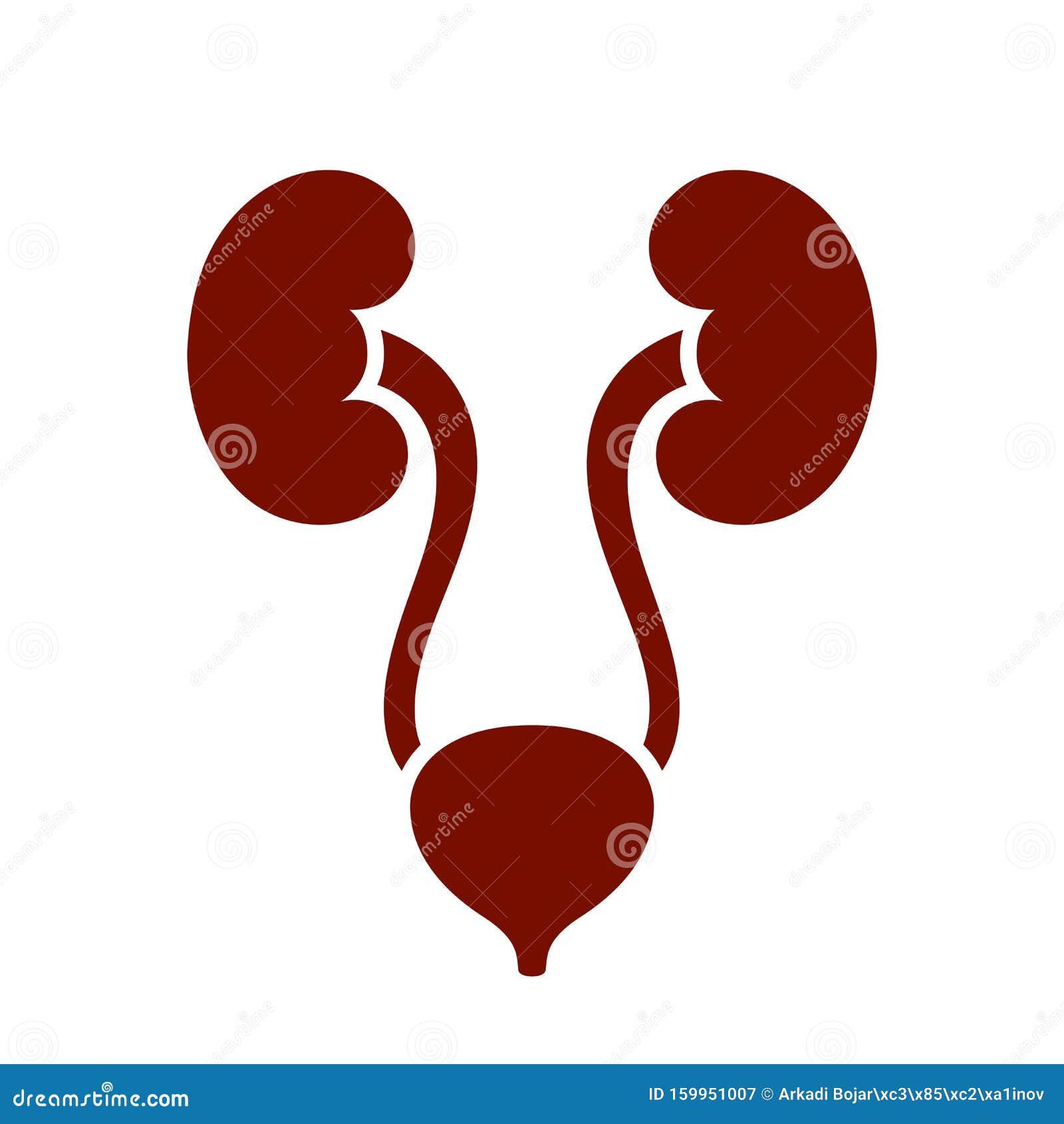 Renal System, Kidneys, Medically Accurate Male Anatomy Organ Scan ...