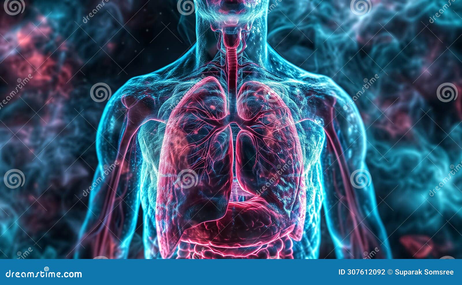 Human Respiratory and Digestive Systems Anatomy Stock Illustration ...