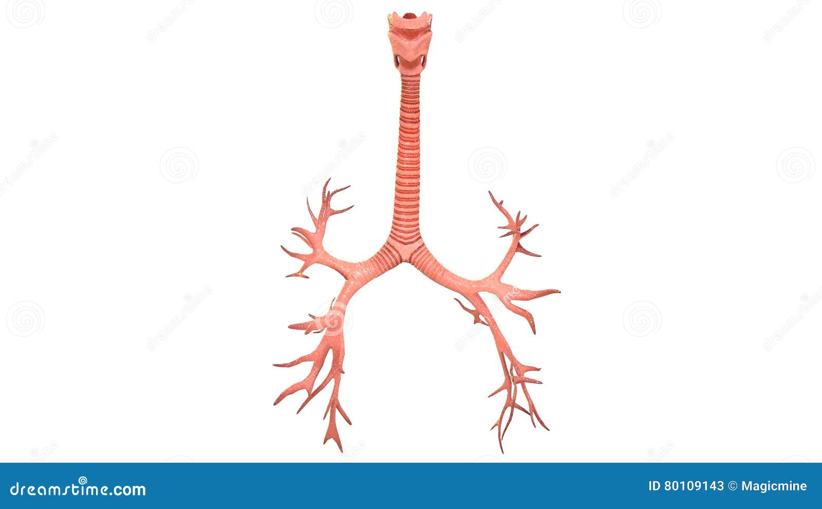 Human Respiratory Lungs System Inside Anatomy Anterior View Stock ...