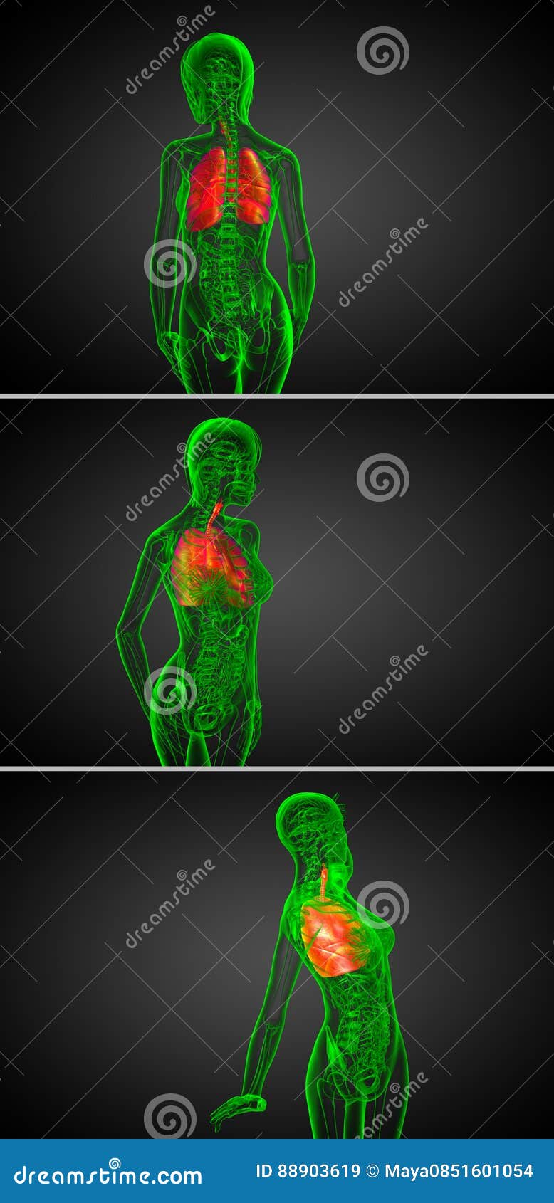 Human respiratory syst stock illustration. Illustration of bronchi ...