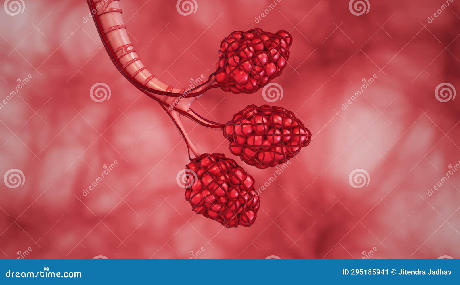 Human Respiratory System and the Structure of Alveoli Stock Video ...