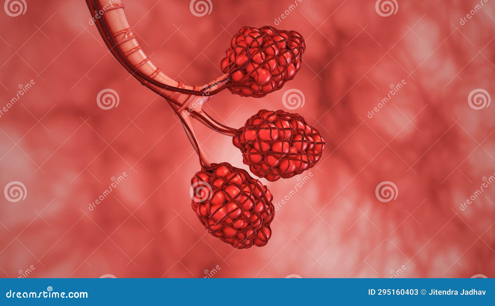 Exchange Of Gases In Blood Vessel Or Capillaries Stock Image ...