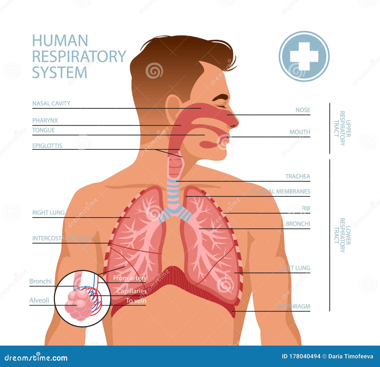 Human respiratory system stock vector. Illustration of biological ...