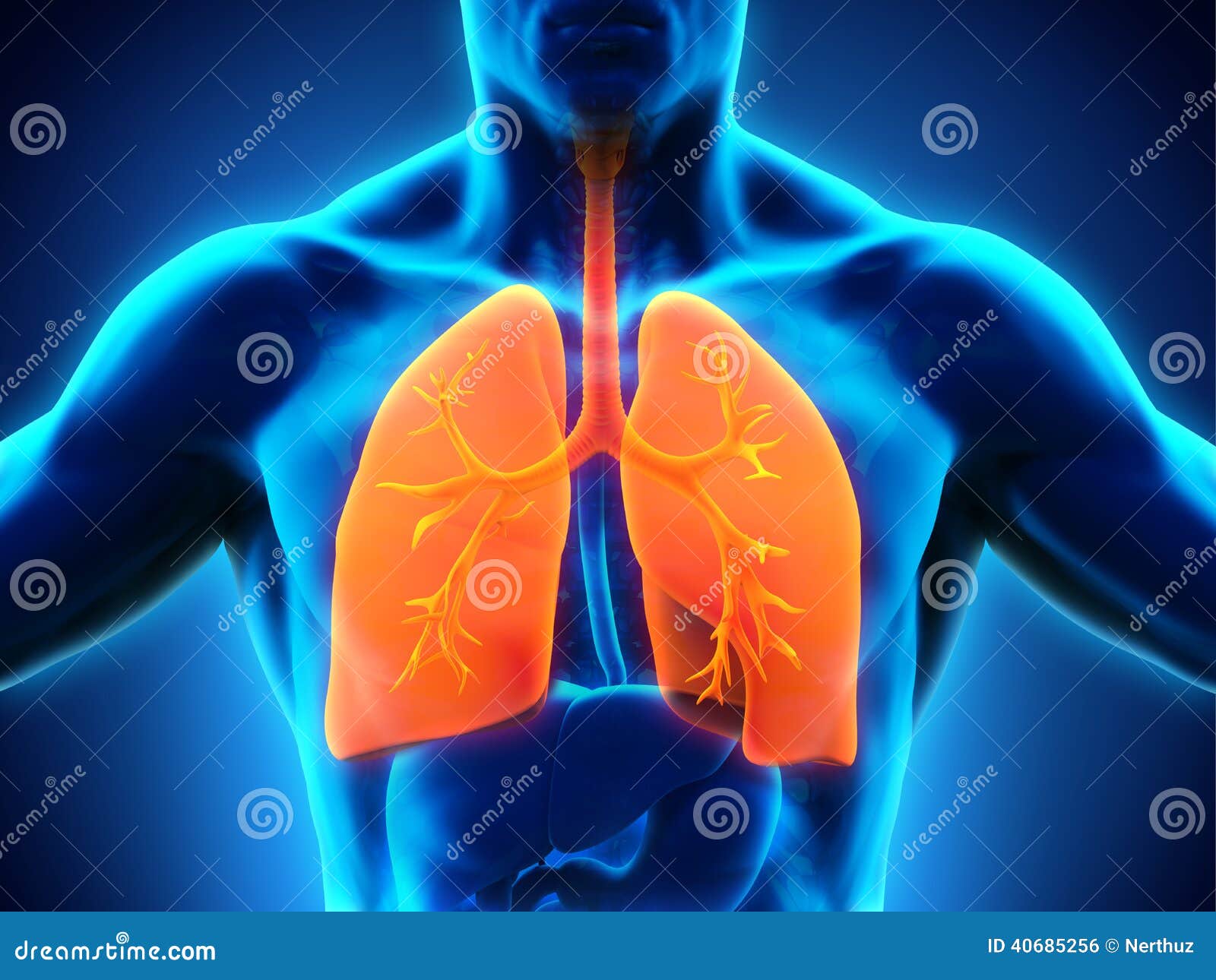 Human Respiratory System, Cross Section. Stock Photo | CartoonDealer ...