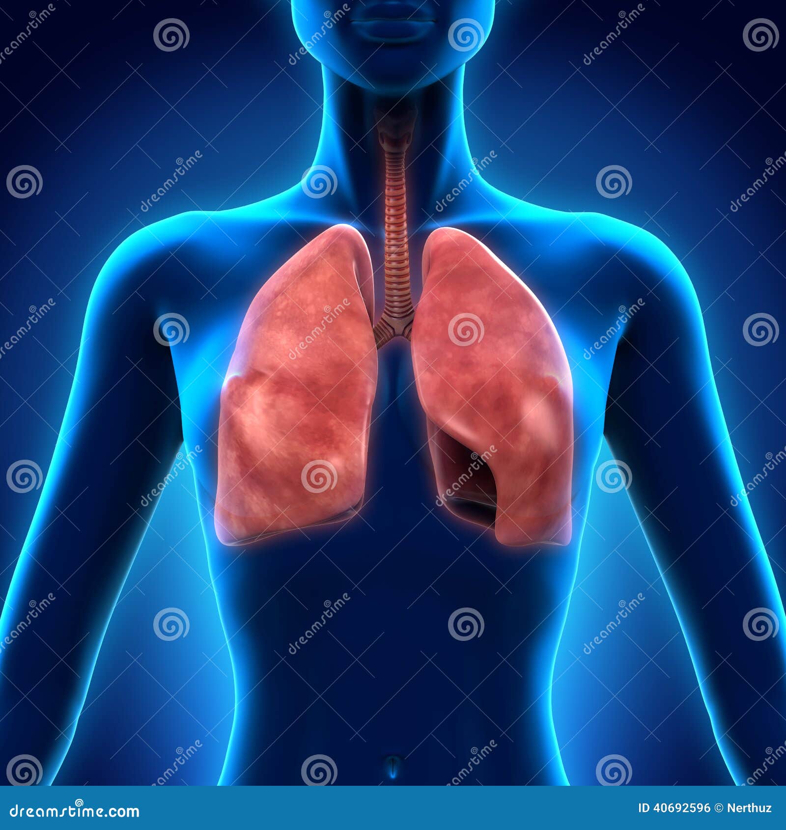 Human Respiratory System stock illustration. Illustration of head ...