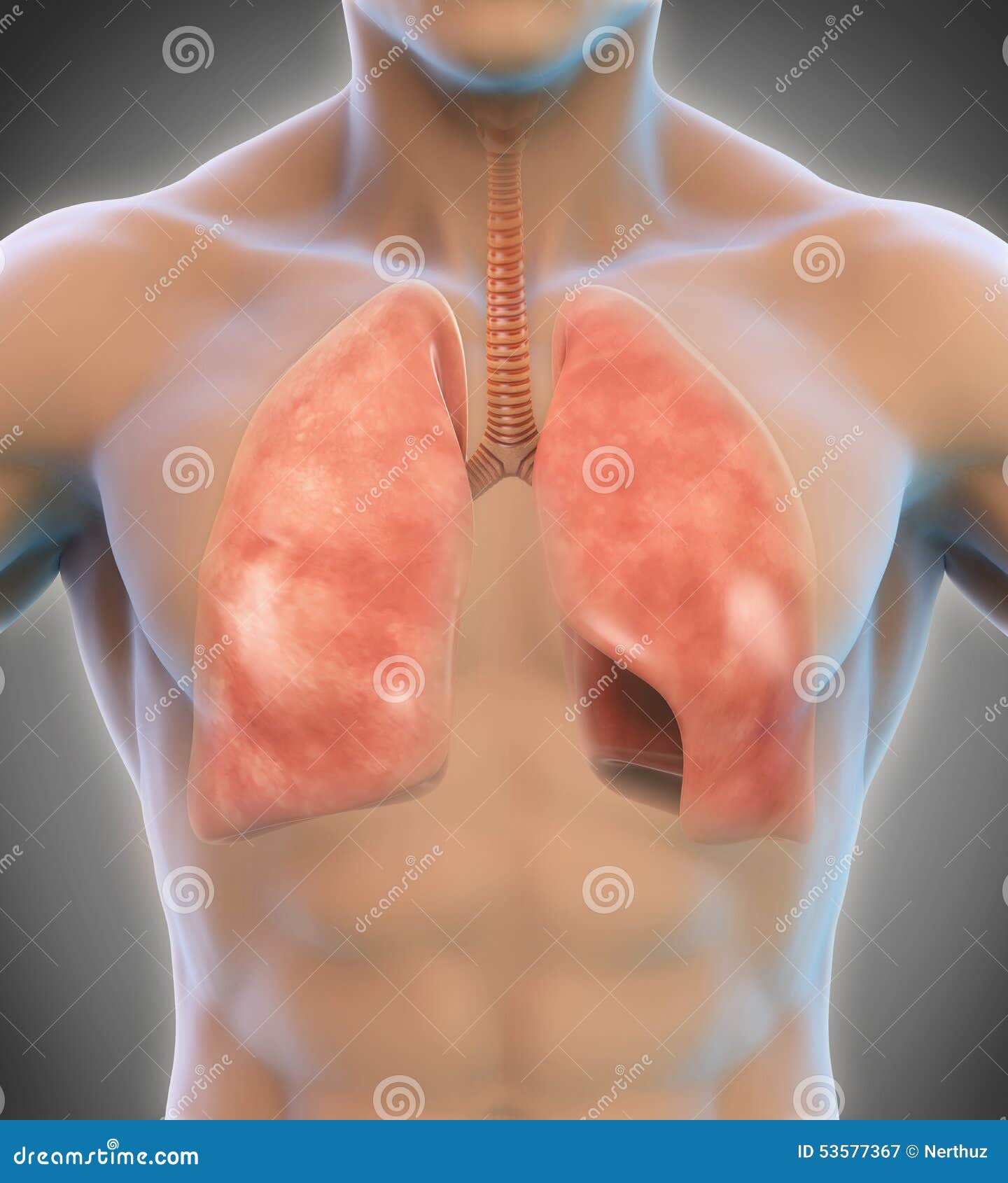 Human Respiratory System stock illustration. Illustration of isolated ...