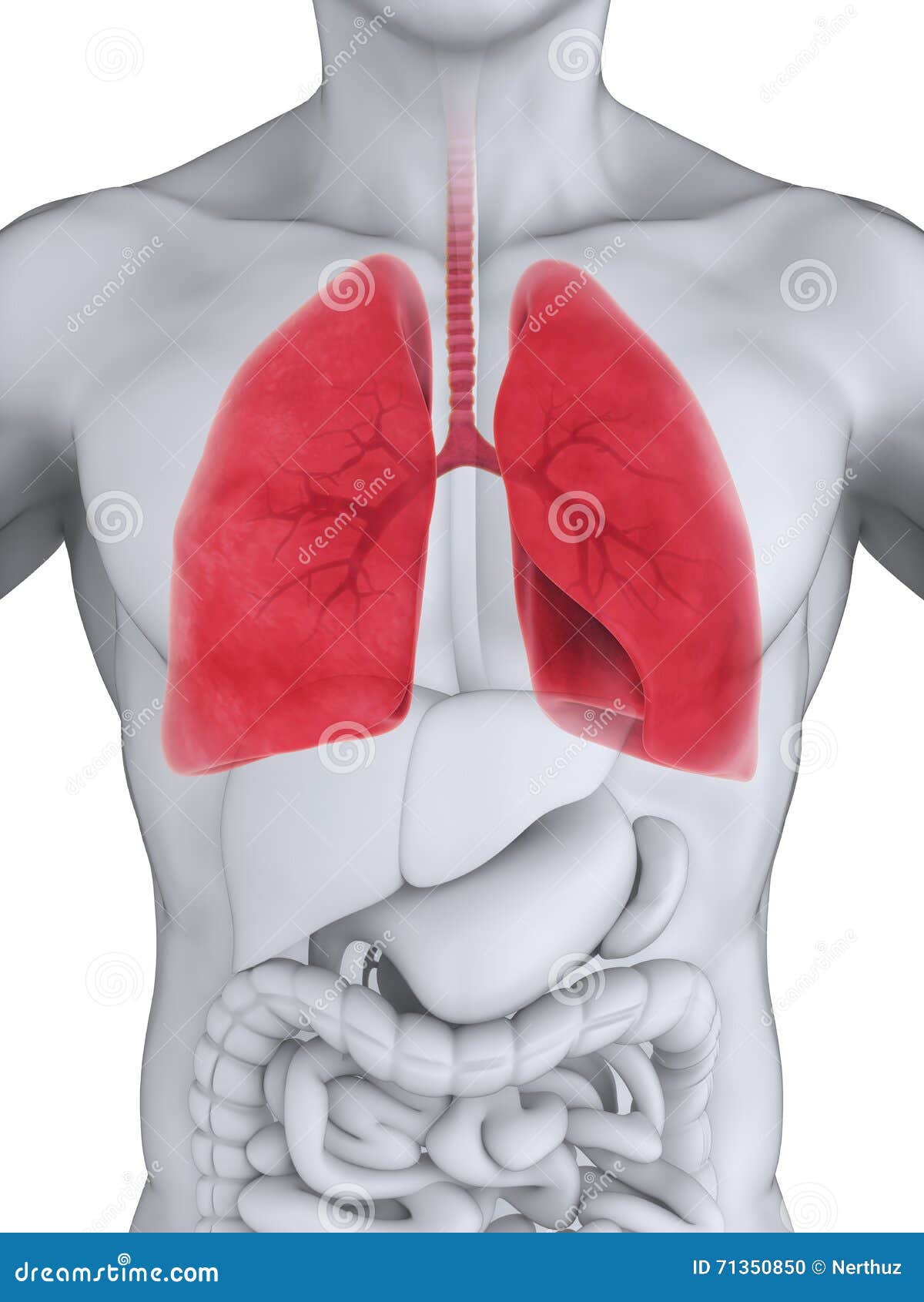 Human Respiratory System stock illustration. Illustration of lungs ...