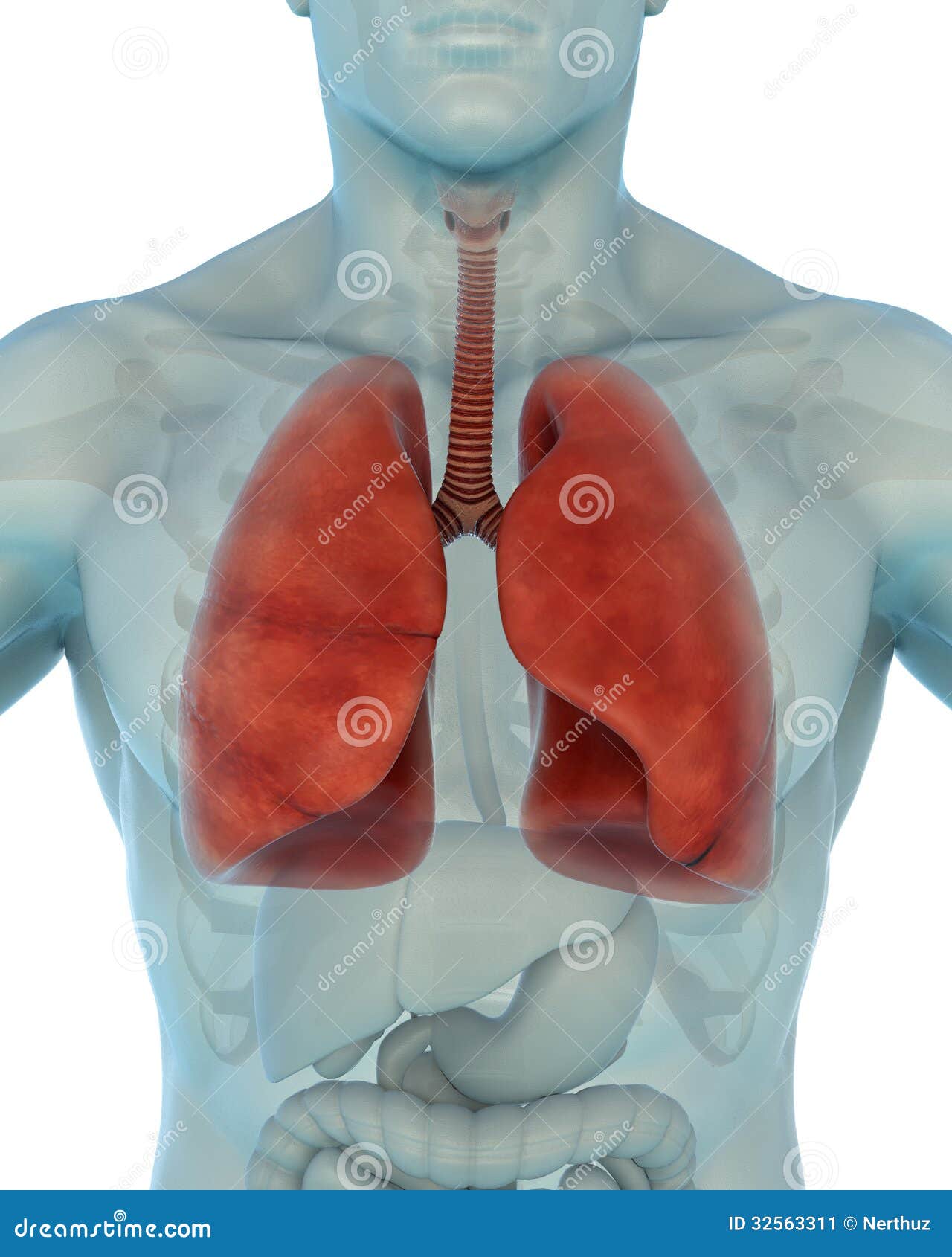 Human Respiratory System stock illustration. Illustration of ...