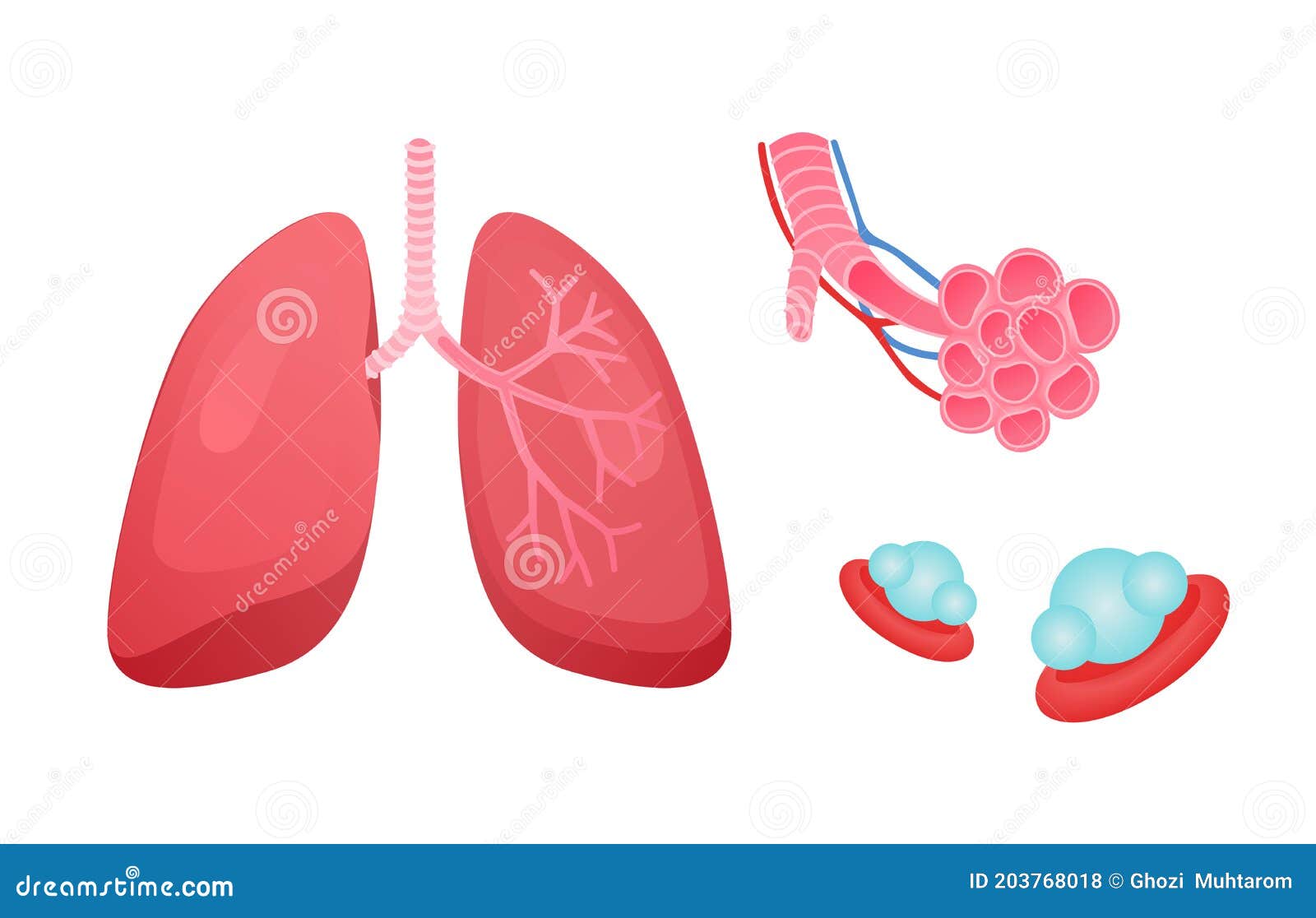 Pulmonary Alveoli Human Anatomy Respiration Concept Royalty-Free ...