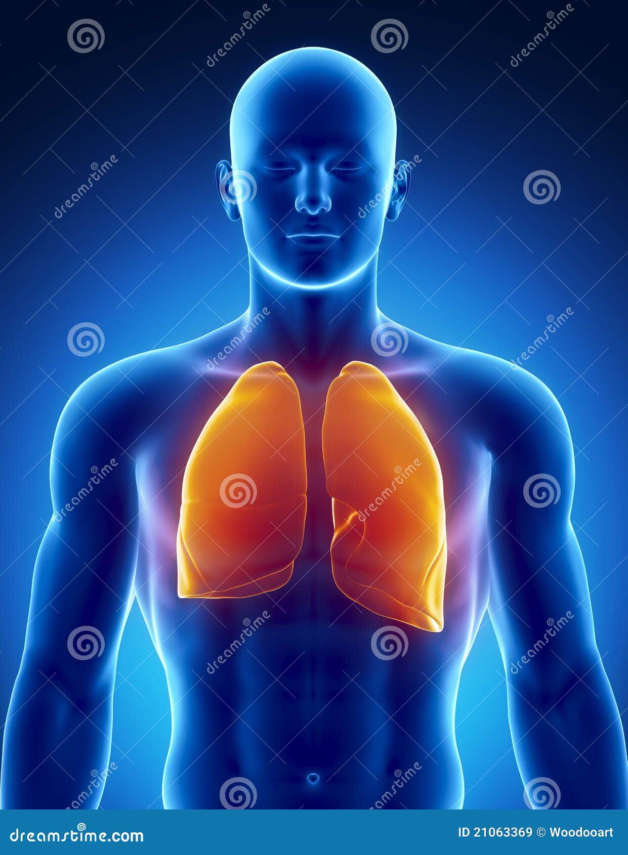Human Respiratory System with Lungs Stock Illustration - Illustration ...