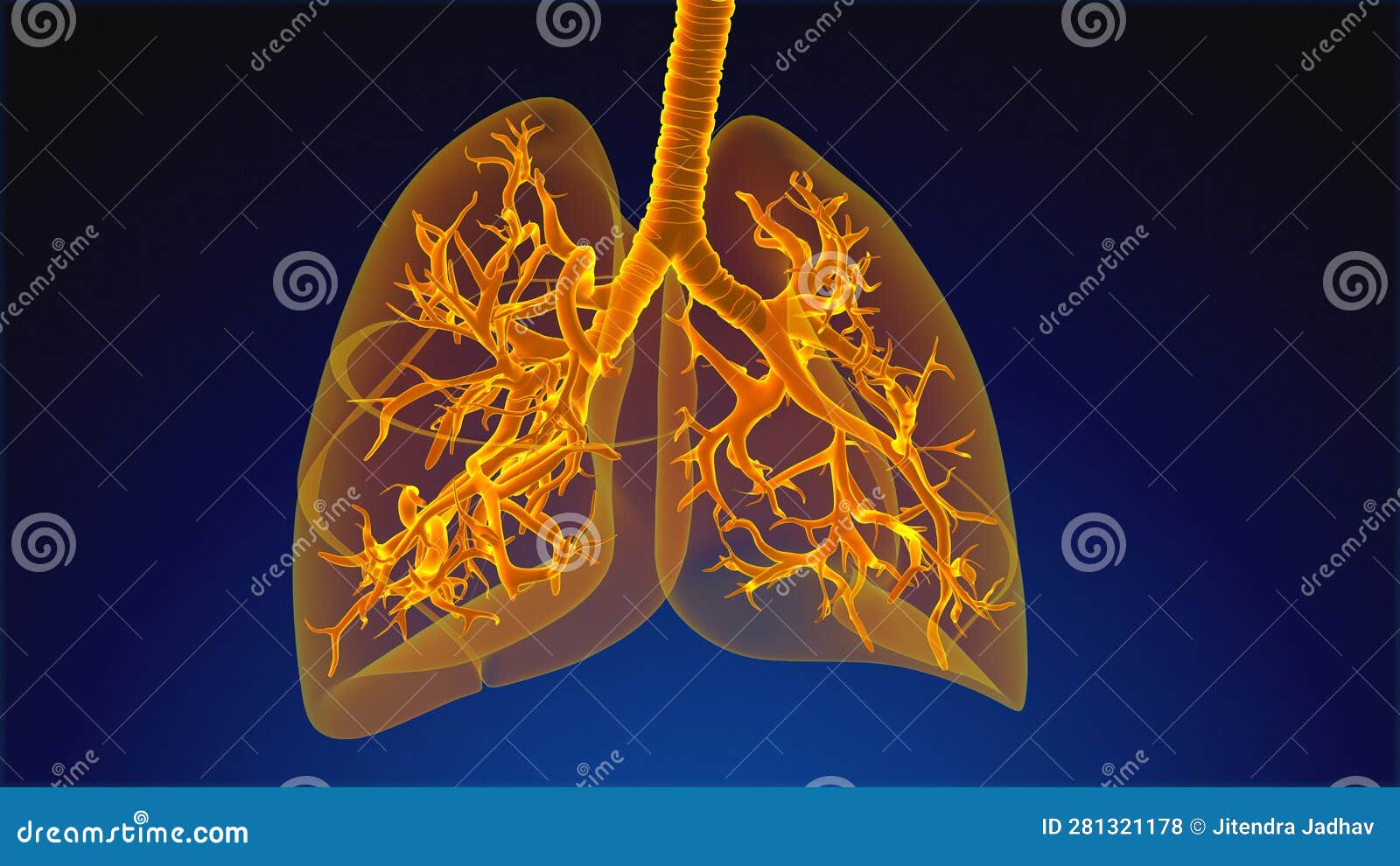 Human Respiratory System Lungs Anatomy Stock Illustration ...