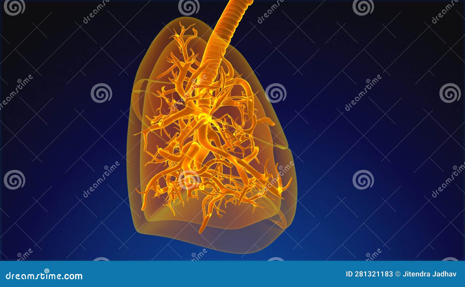 Human Respiratory System Lungs Anatomy Stock Illustration ...